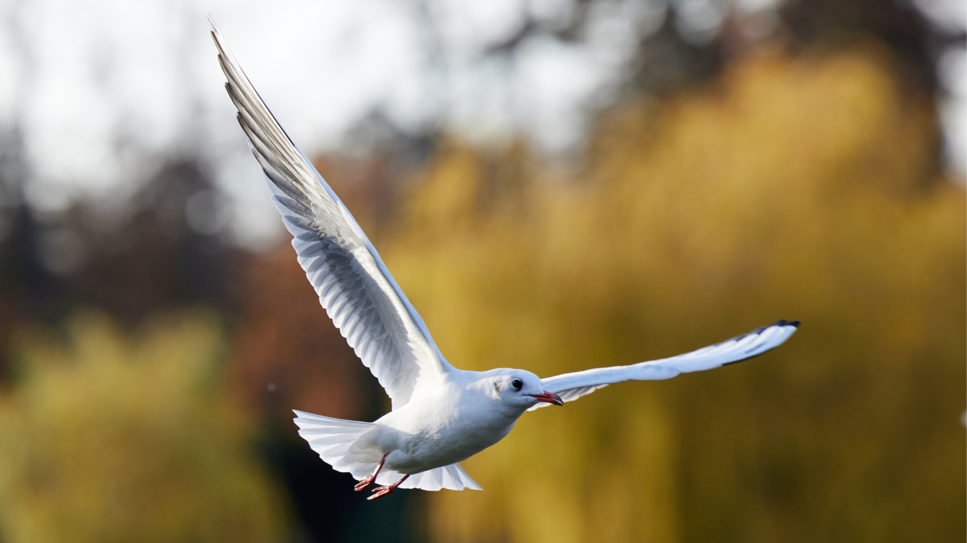 Episode 12 Flying Solo Animal Dermatology Clinic episode-12-flying-solo-animal-dermatology-clinic